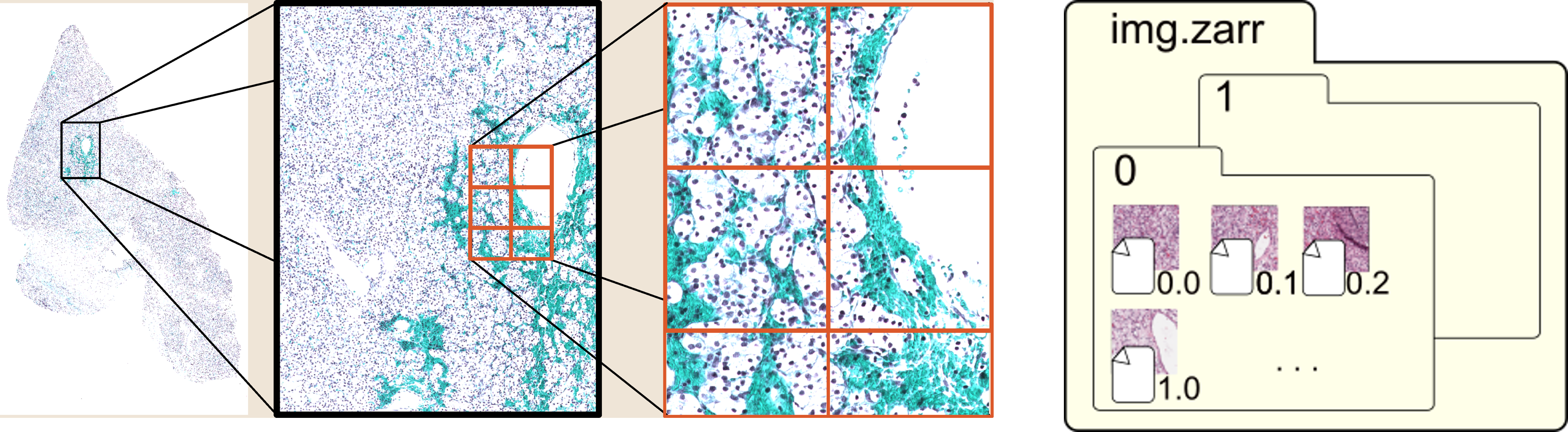 Scaling-up Deep Learning Inference to Large-Scale Bioimage Data (Lesson ...